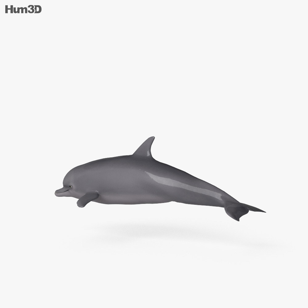 Animated Common Bottlenose Dolphin 3D model - Download Marine Mammal on ...