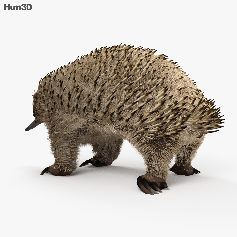 Echidna CAD 3D model - Download Mammals on 3DModels.org
