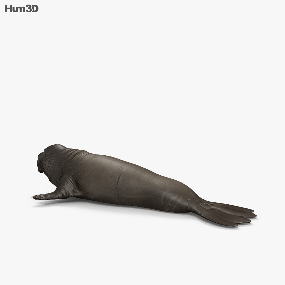 Northern Elephant Seal Drawing