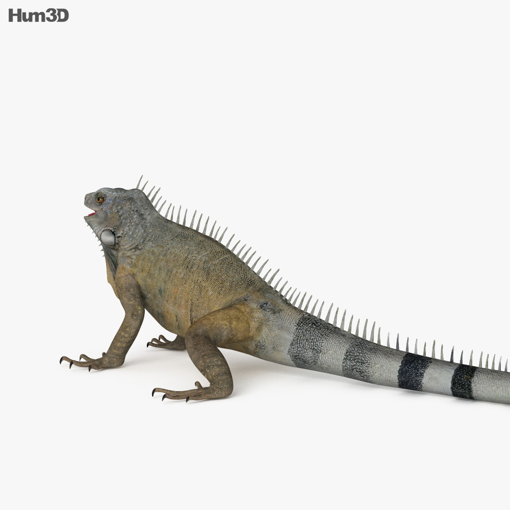 Iguana CAD Modelo 3D - Descargar Reptilia on 3DModels.org