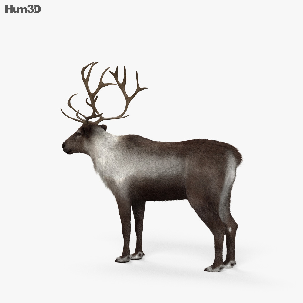 Animated Reindeer 3D model - Download Mammals on 3DModels.org