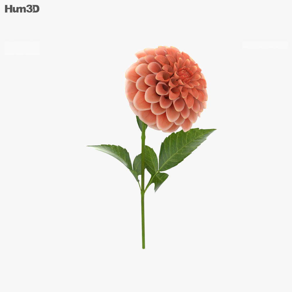 Dahlia 3D model - Download Flowers on 3DModels.org