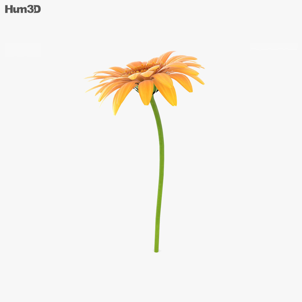 Gerbera 3D model - Download Flowers on 3DModels.org