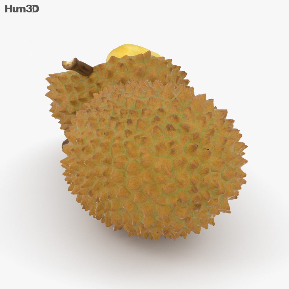 Durian 3D model - Download Fruit on 3DModels.org