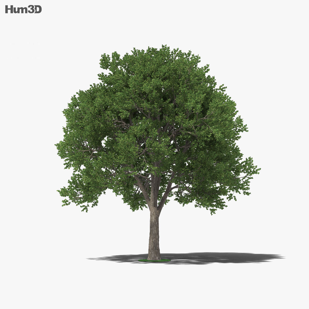 Elm Tree 3D model - Download Trees on 3DModels.org