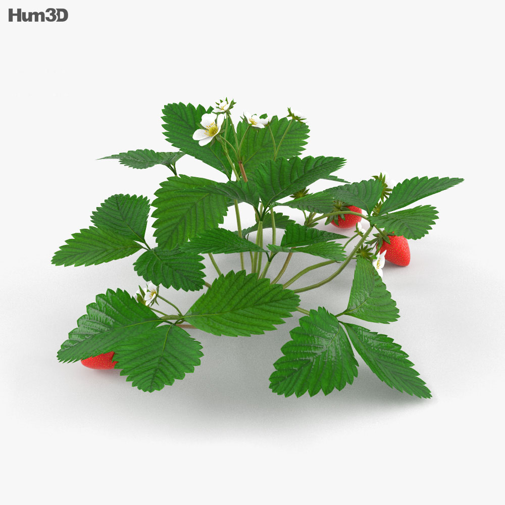 Strawberry Plant 3D model - Download Farm Crops on 3DModels.org